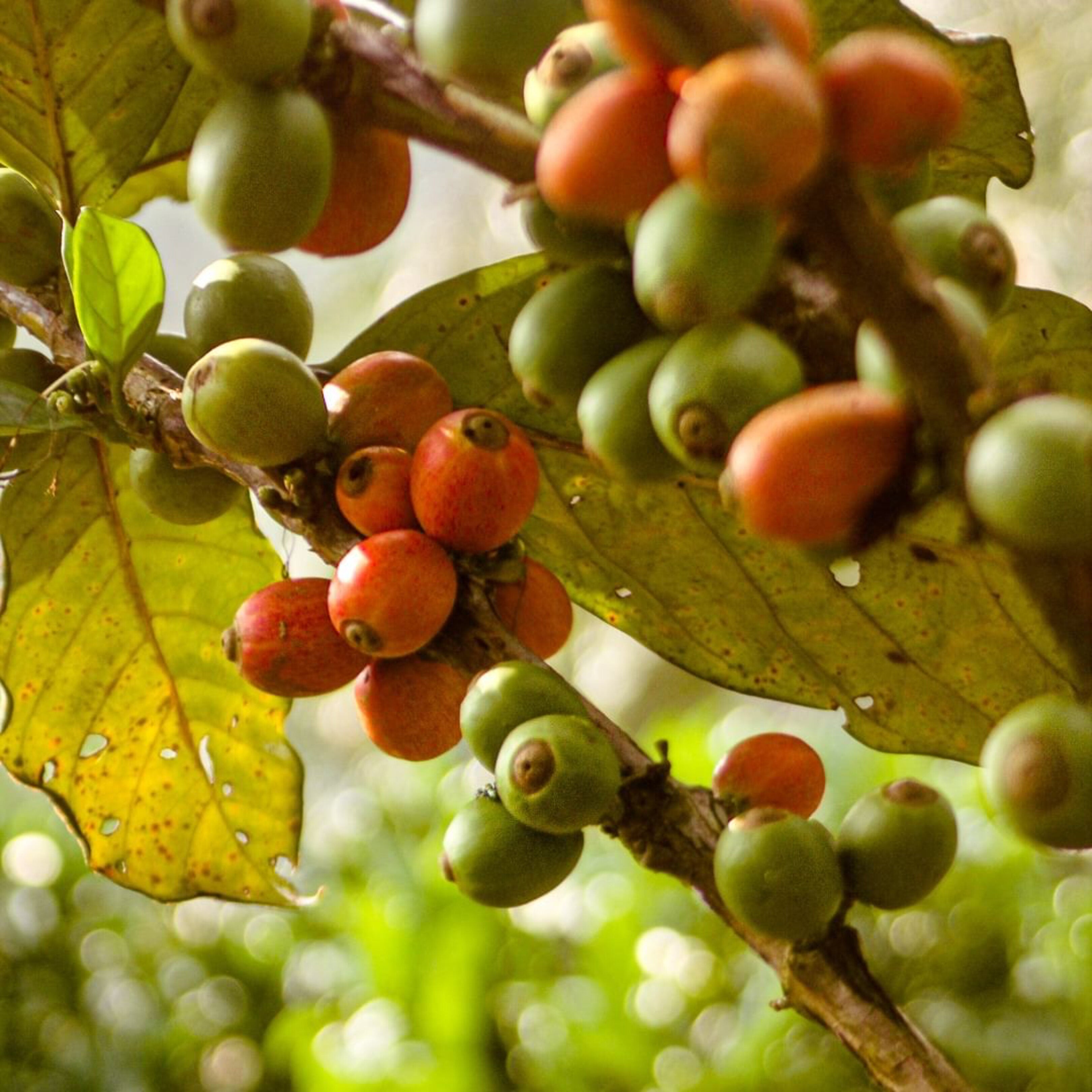 5 Things You Need To Brew Delicious Coffee At Home | Bean Shipper