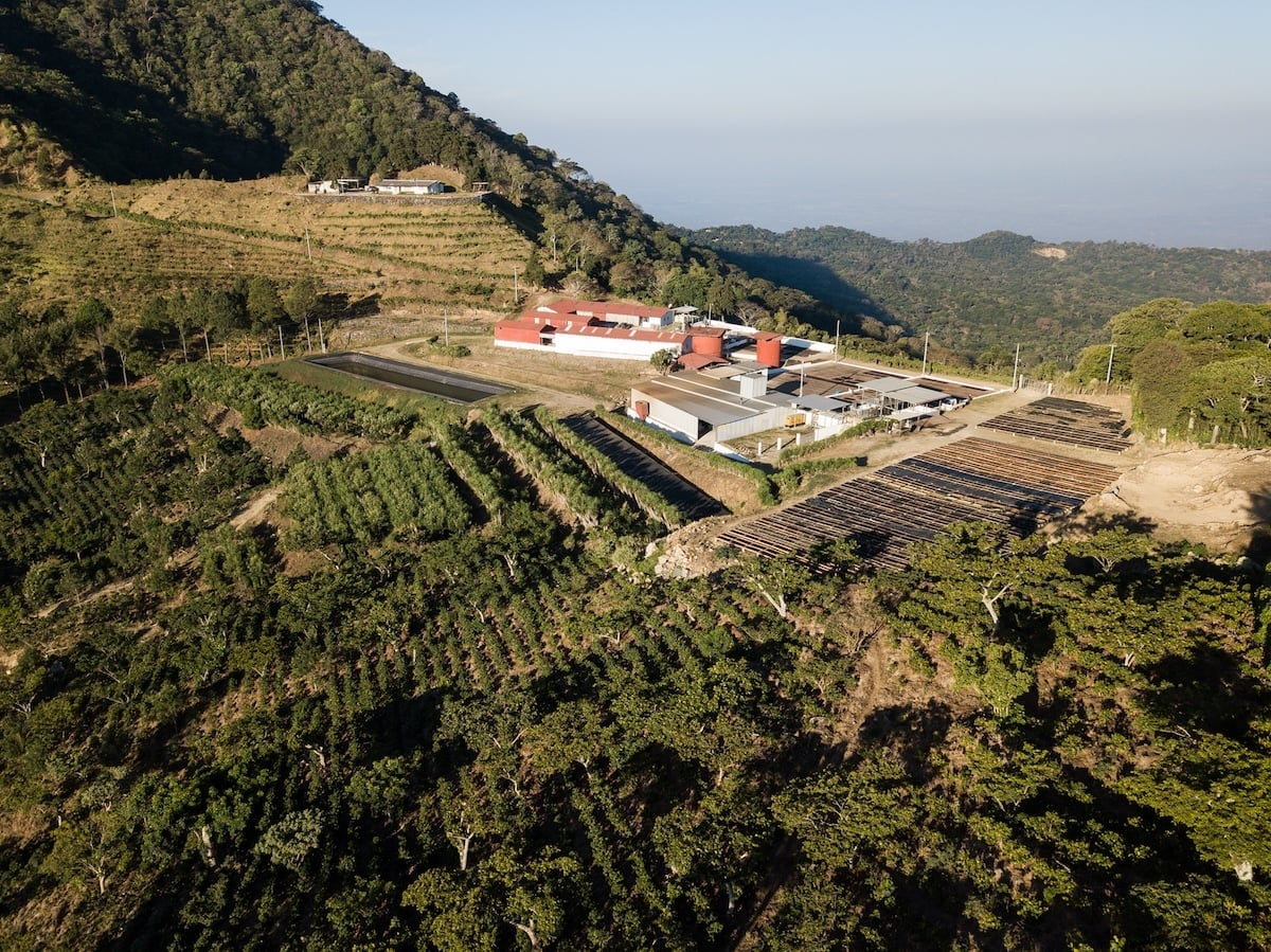 El Salvador La Divina SL28 Coffee - Single Origin Light Roast | Bean ...