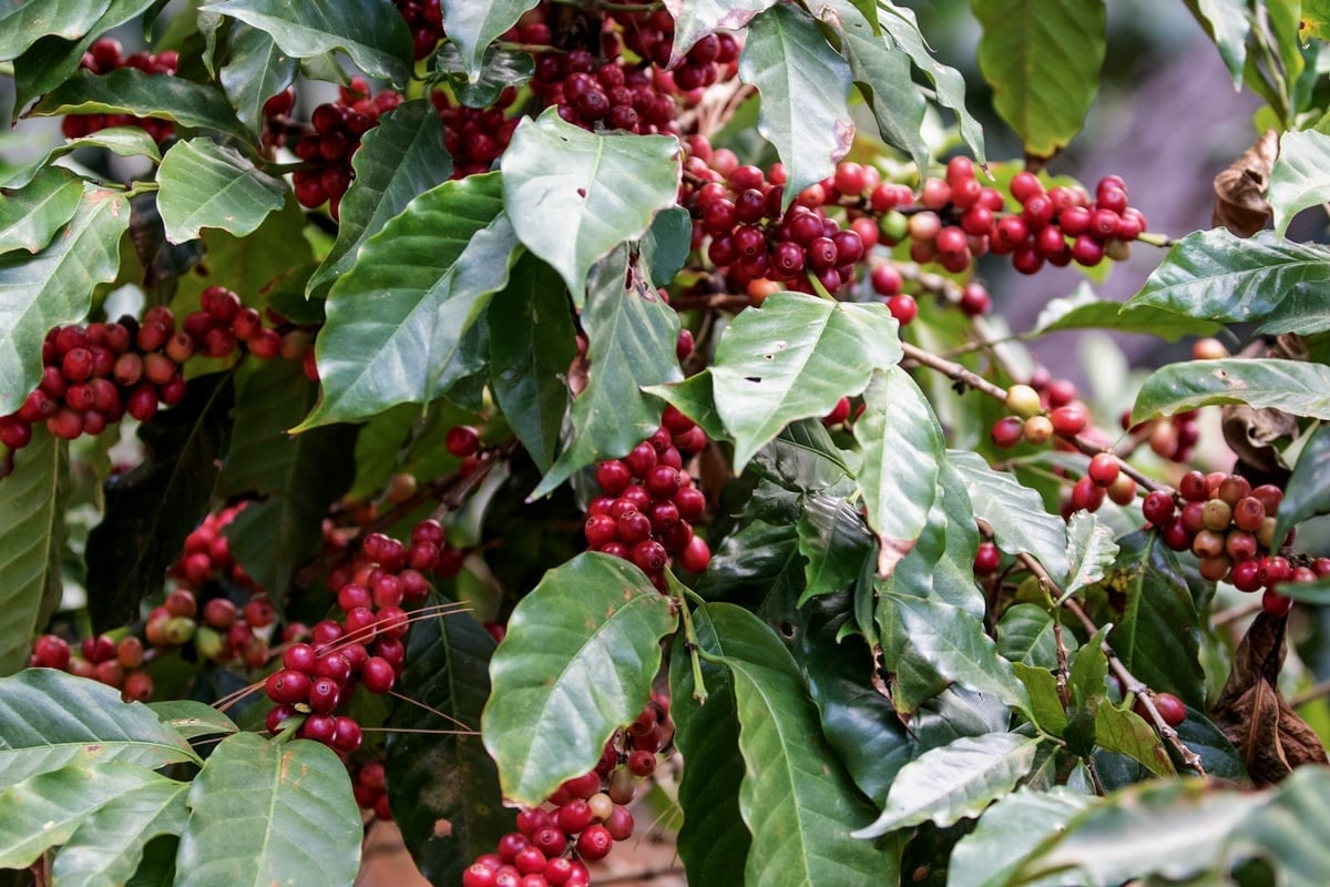 El Salvador La Divina SL28 Coffee - Single Origin Light Roast | Bean ...